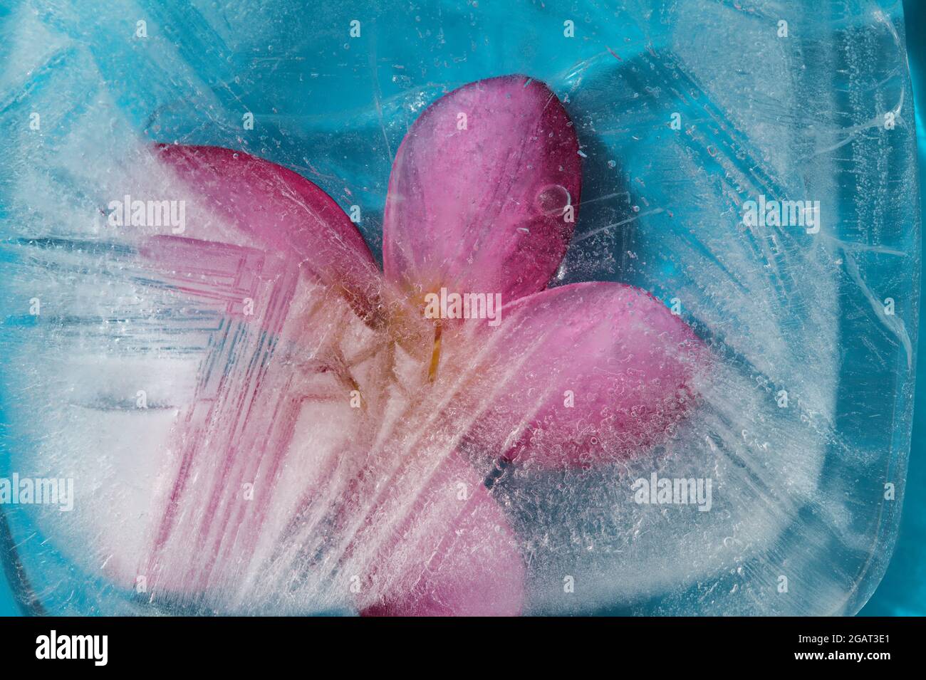 Ice texture with pink frangipani, Plumeria rubra, flower frozen within ...