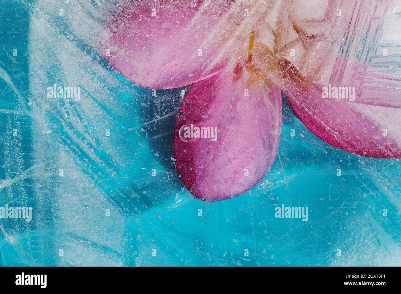Ice texture with pink frangipani, Plumeria rubra, flower frozen within ...