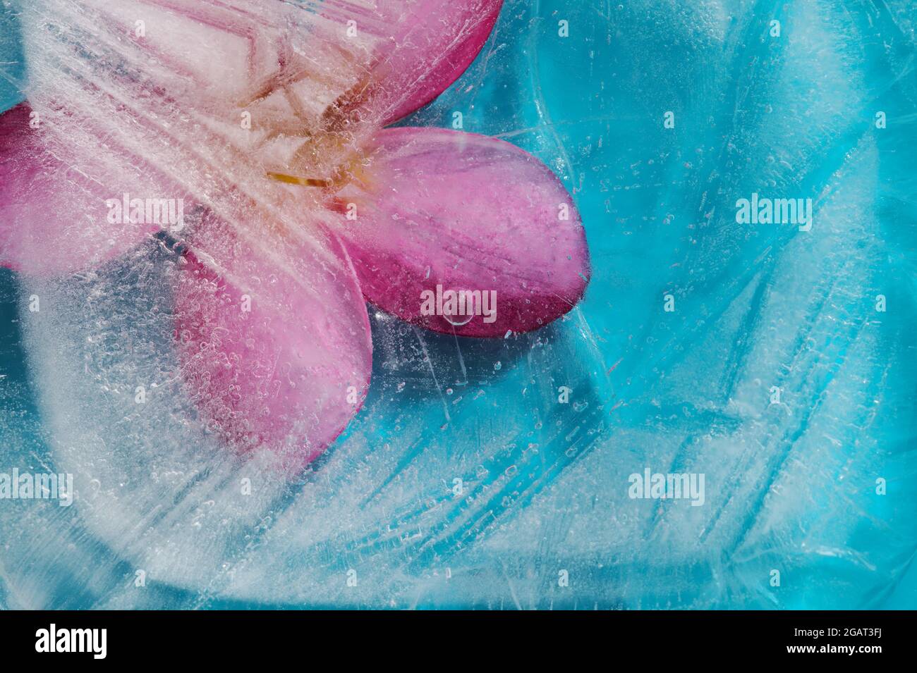 Ice texture with pink frangipani, Plumeria rubra, flower frozen within ...