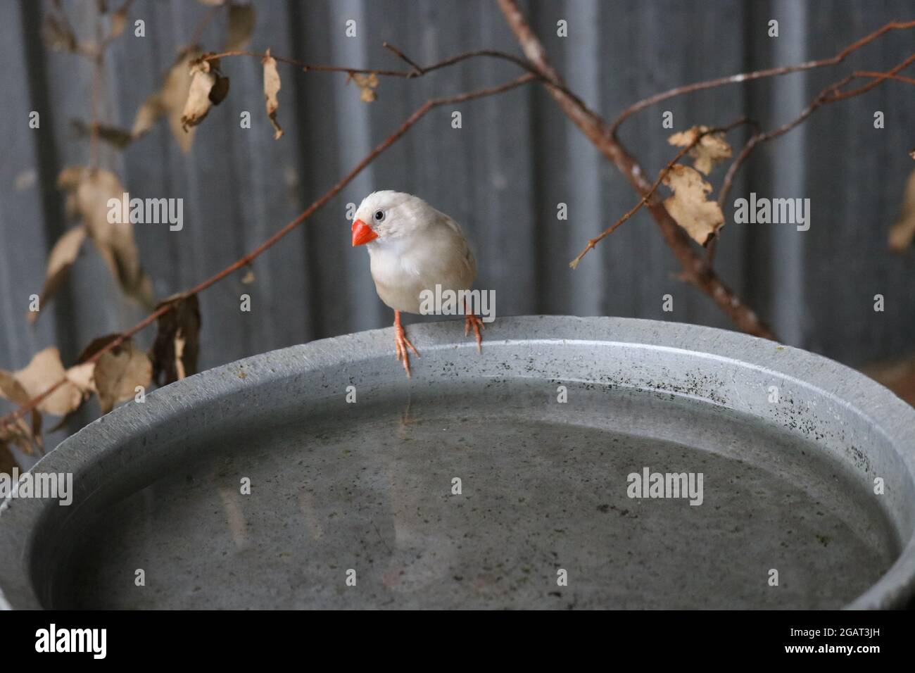 Finch sitting on bath Stock Photo - Alamy