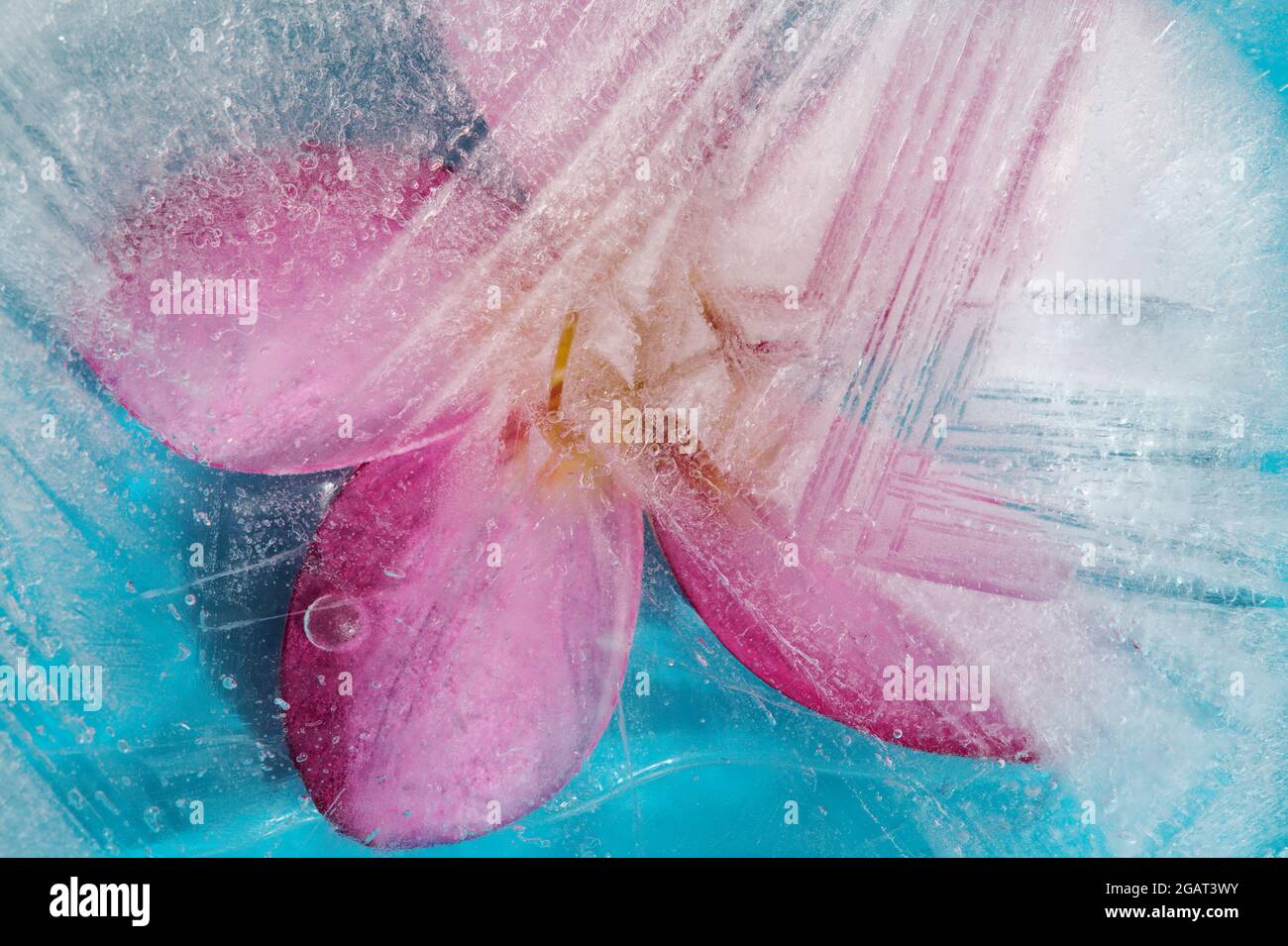 Ice texture with pink frangipani, Plumeria rubra, flower frozen within ...