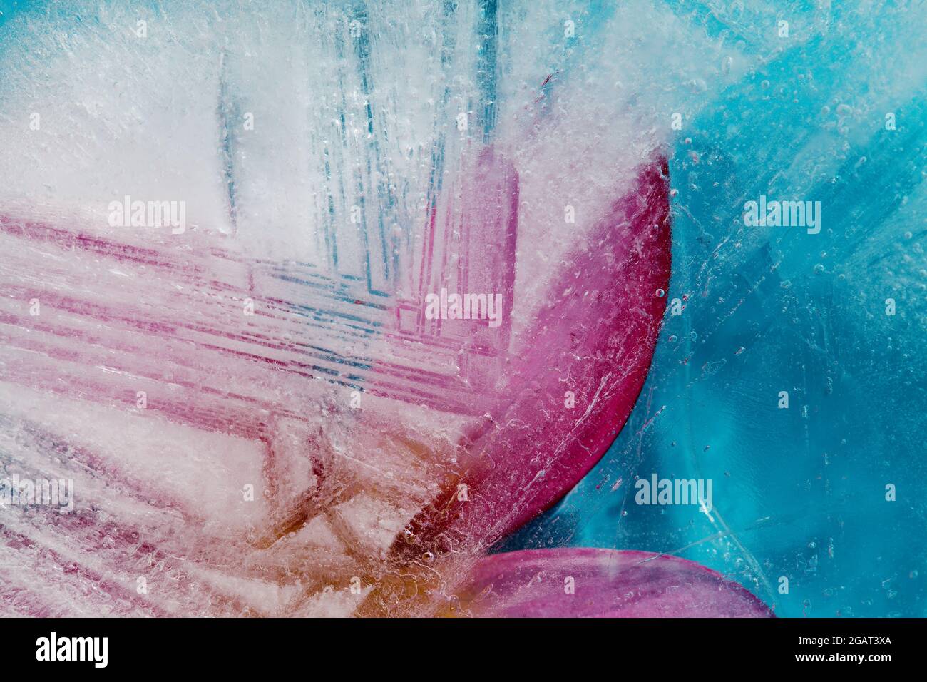 Ice texture with pink frangipani, Plumeria rubra, flower frozen within ...