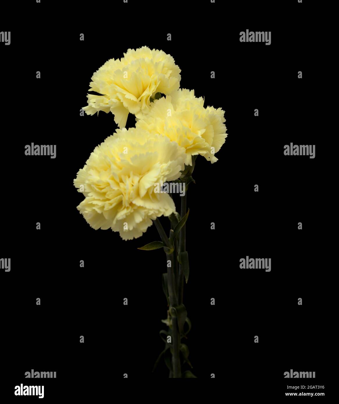 beautiful pale yellow Carnation flowers isolated on plain background ...
