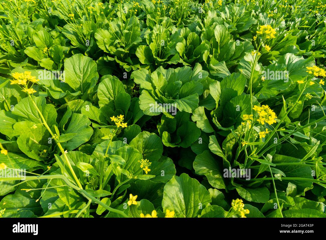 Planta De Mostaza