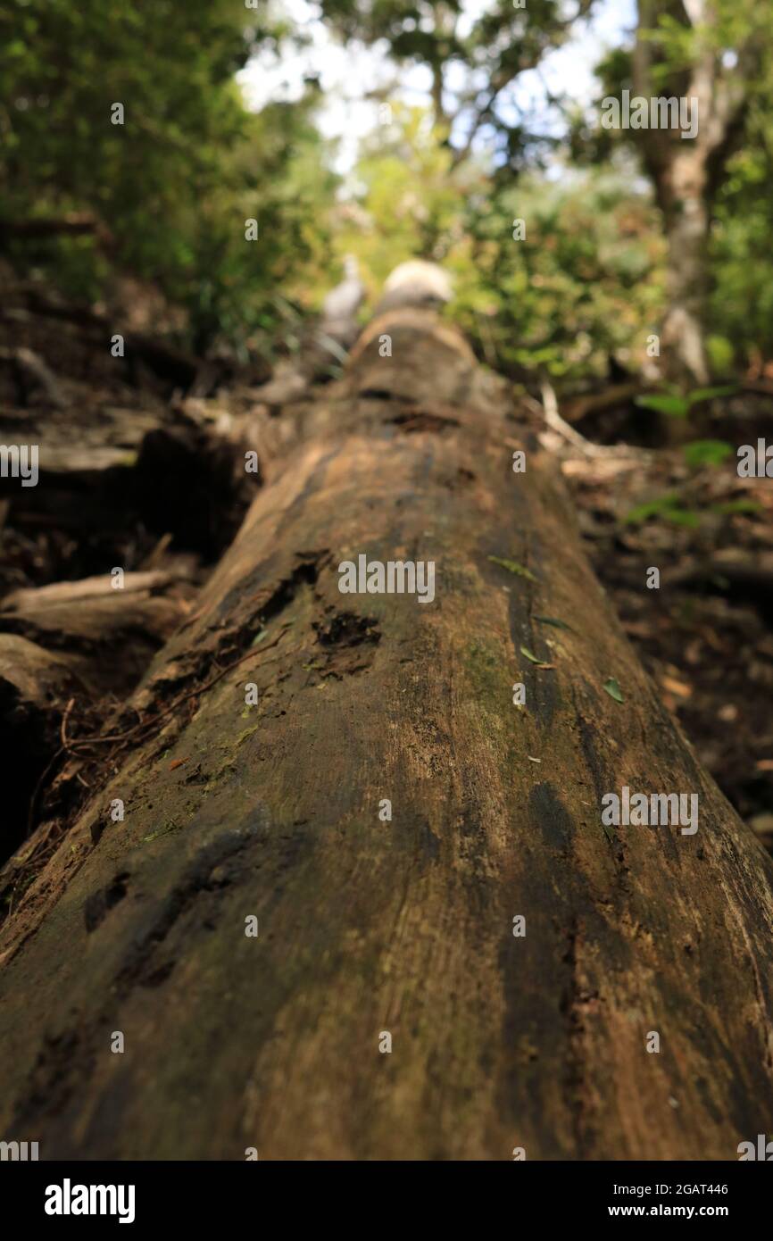 Fallen down tree Stock Photo - Alamy