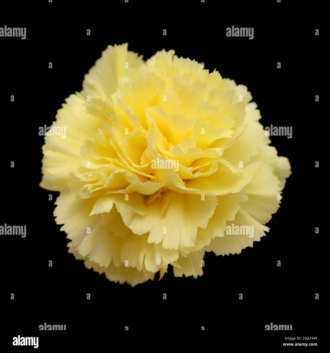 Flower Carnation Yellow