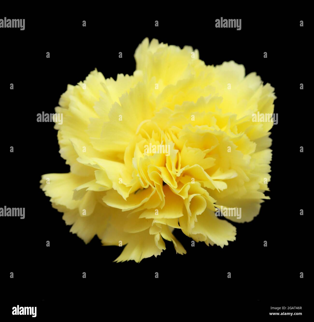 beautiful pale yellow Carnation flowers isolated on plain background ...