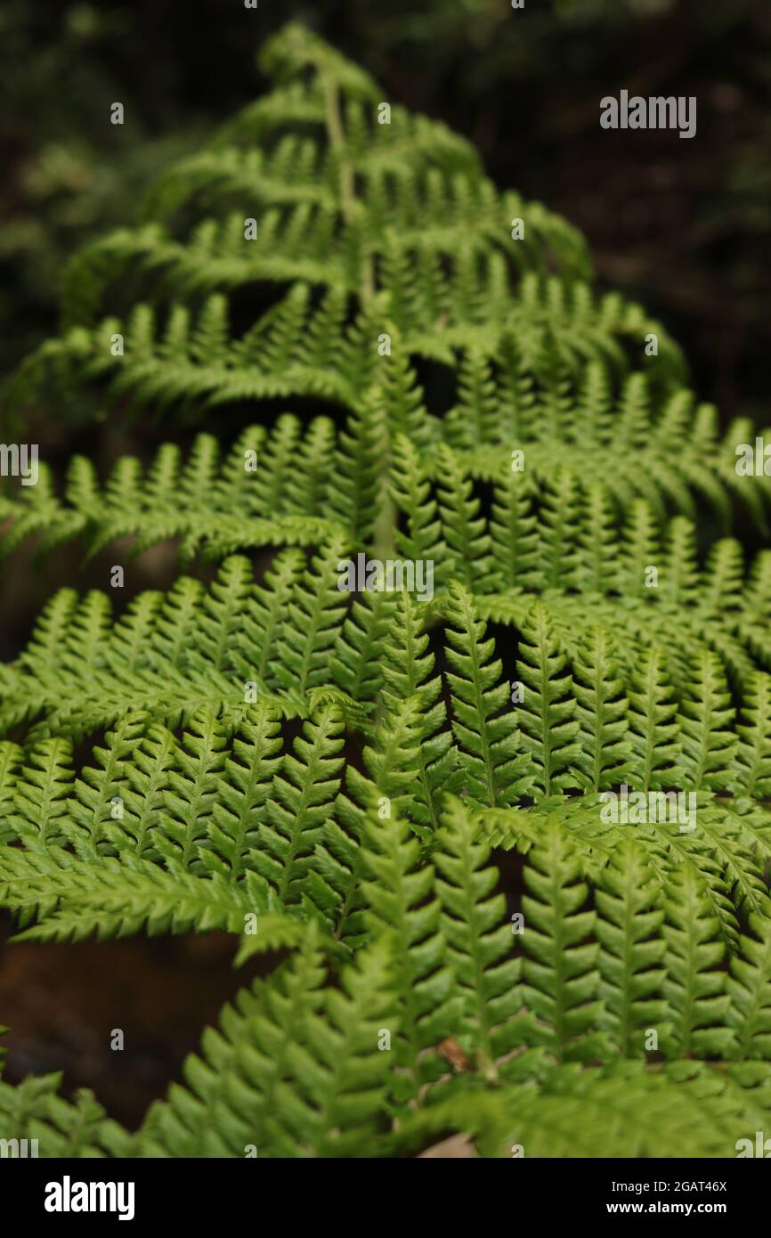 Green against balck hi-res stock photography and images - Alamy