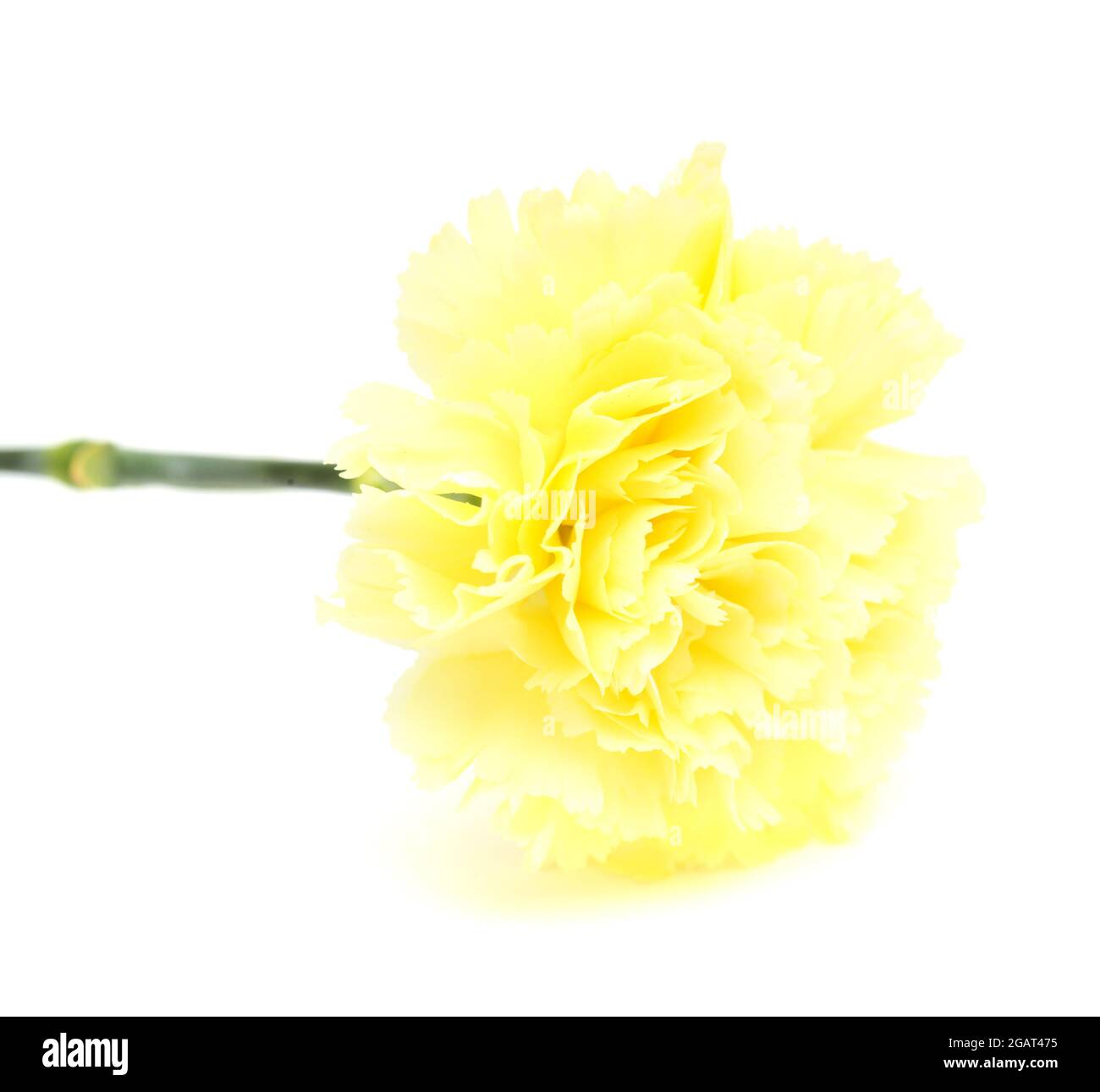 beautiful pale yellow Carnation flowers isolated on plain background ...