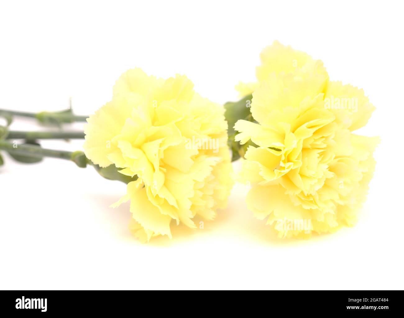 beautiful pale yellow Carnation flowers isolated on plain background ...