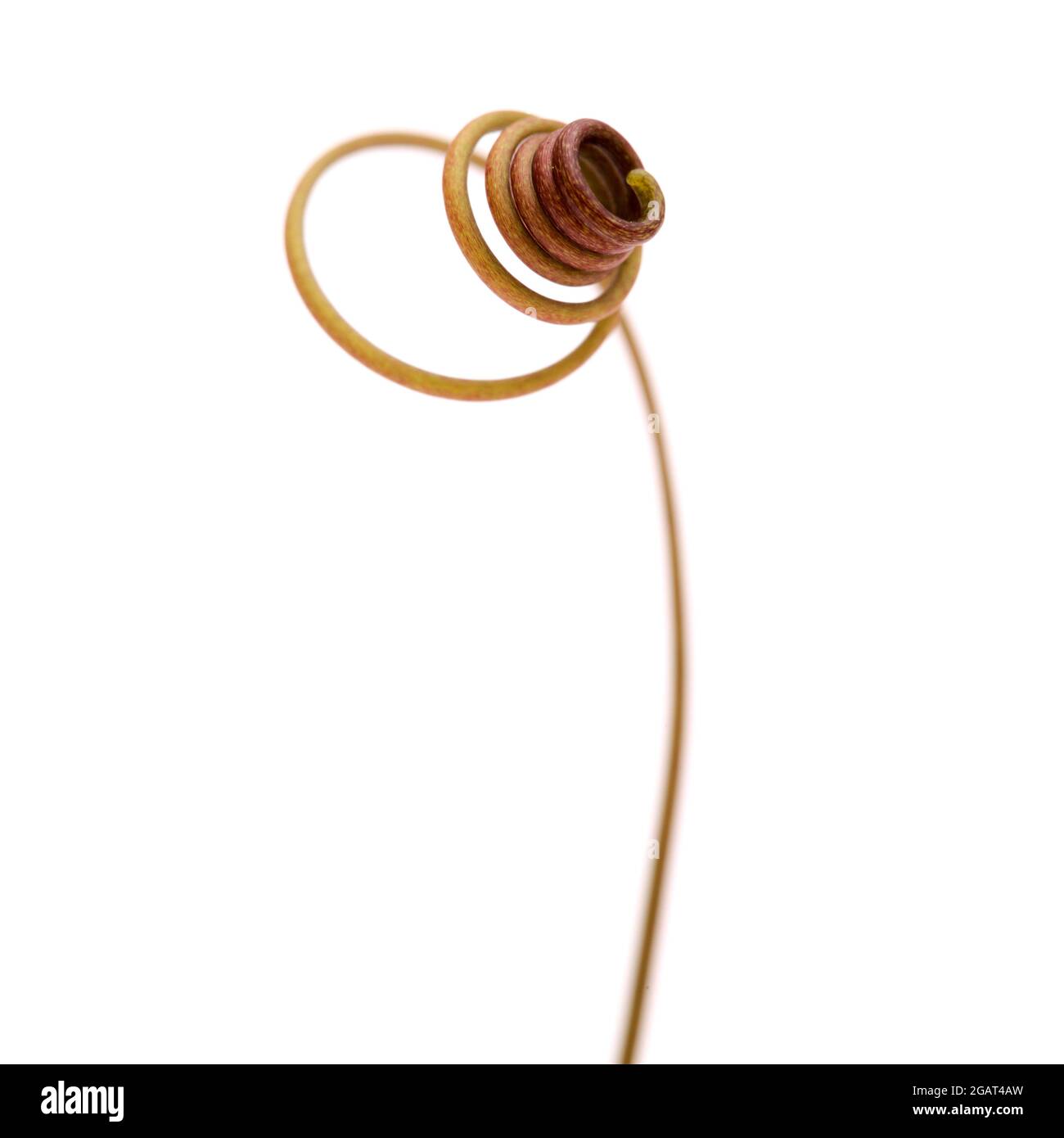 Tendril of a passiflora plant isolated on white background Stock Photo ...