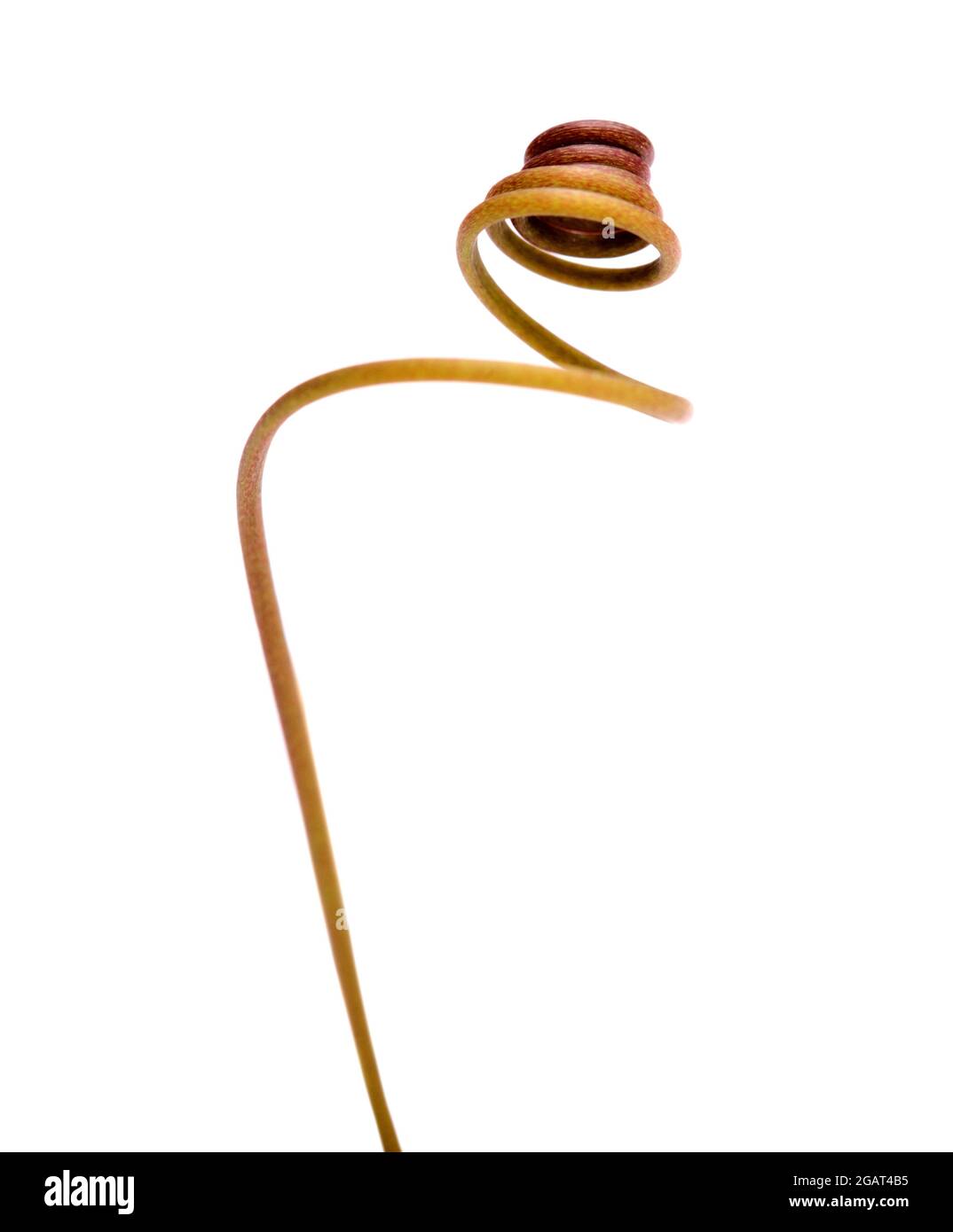 Tendril of a passiflora plant isolated on white background Stock Photo ...
