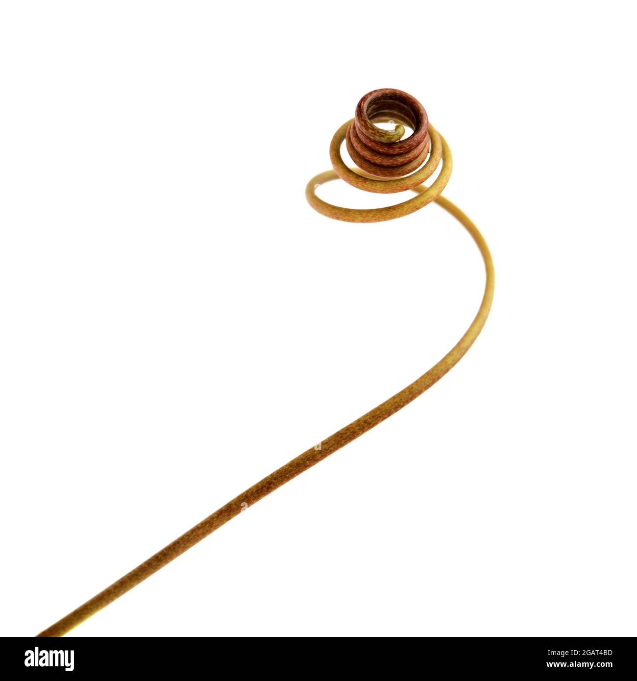 Tendril of a passiflora plant isolated on white background Stock Photo ...
