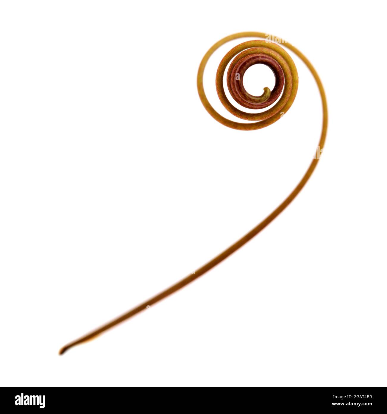 Tendril of a passiflora plant isolated on white background Stock Photo ...