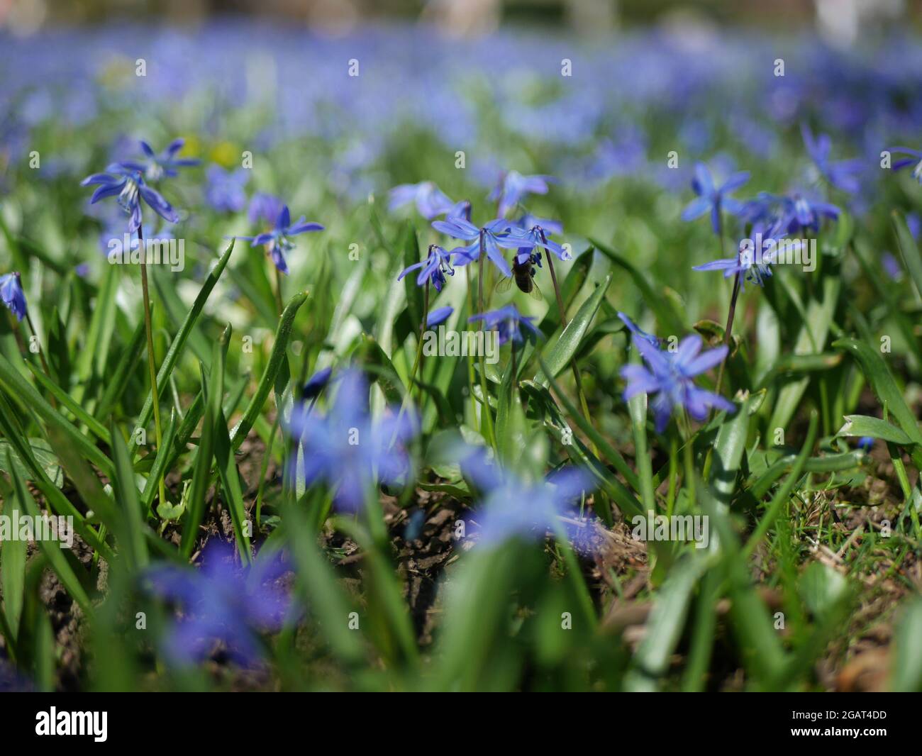 field of little blue flowers Stock Photo - Alamy