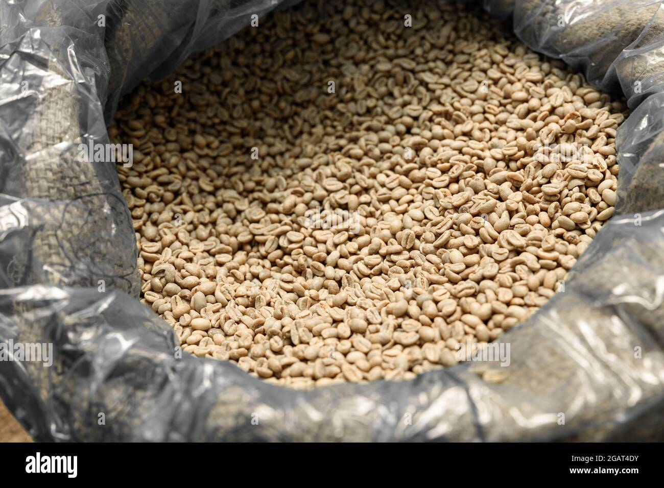 raw coffee testing before roast Stock Photo - Alamy