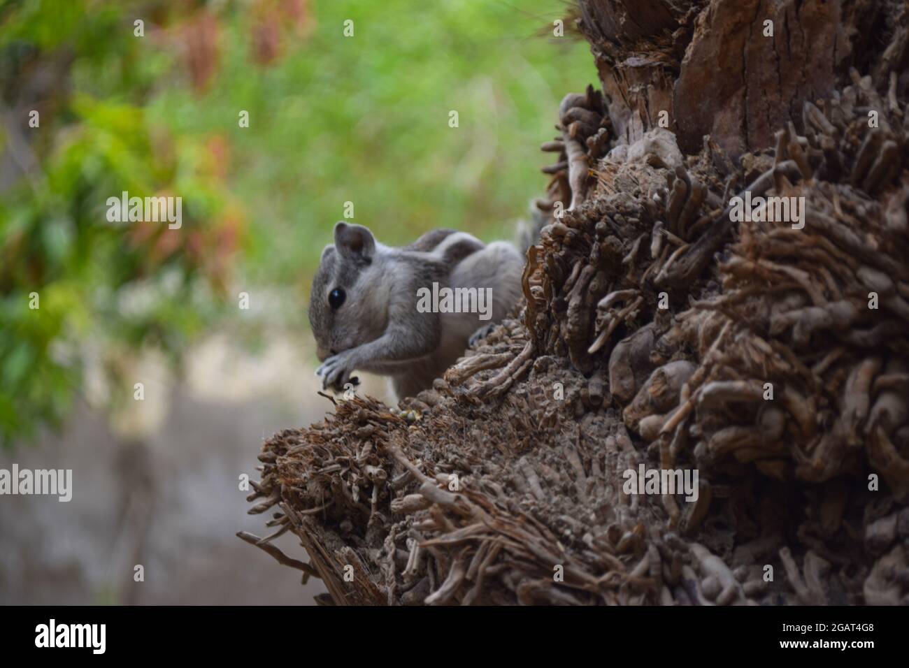 Flying chipmunks hi-res stock photography and images - Alamy