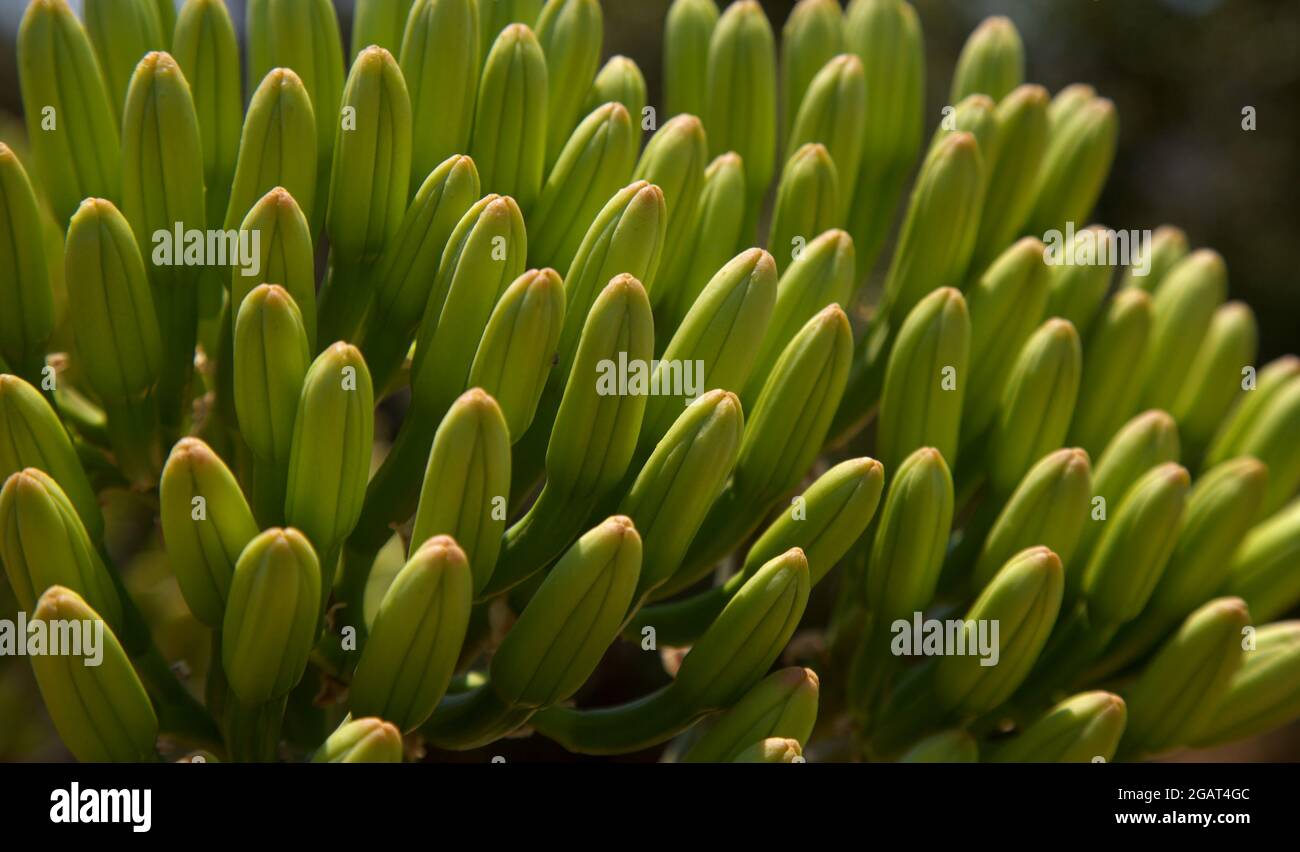 Flora of Gran Canaria - Agave americana, sentry plant, introduced and ...