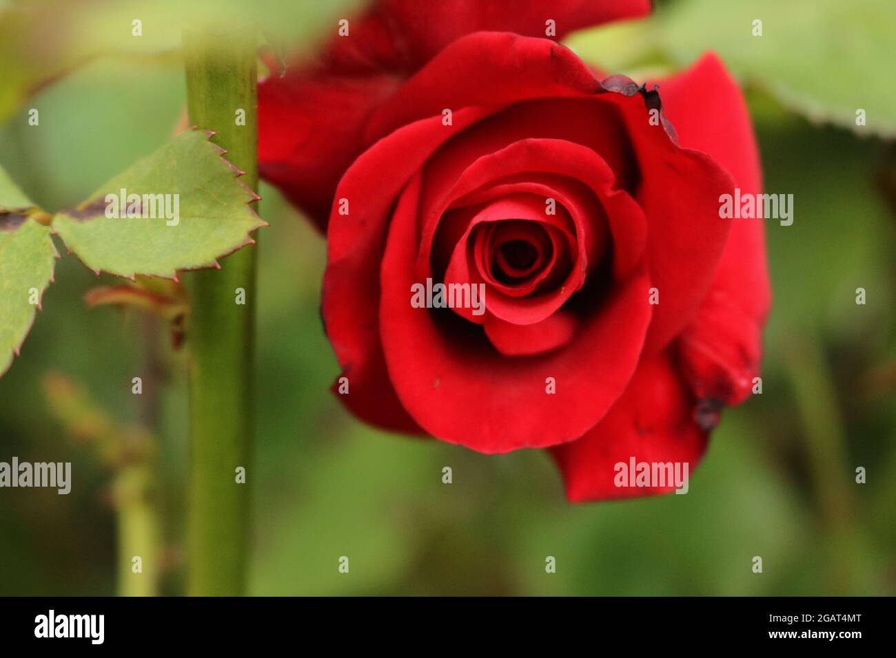 Ruby red rose Stock Photo - Alamy