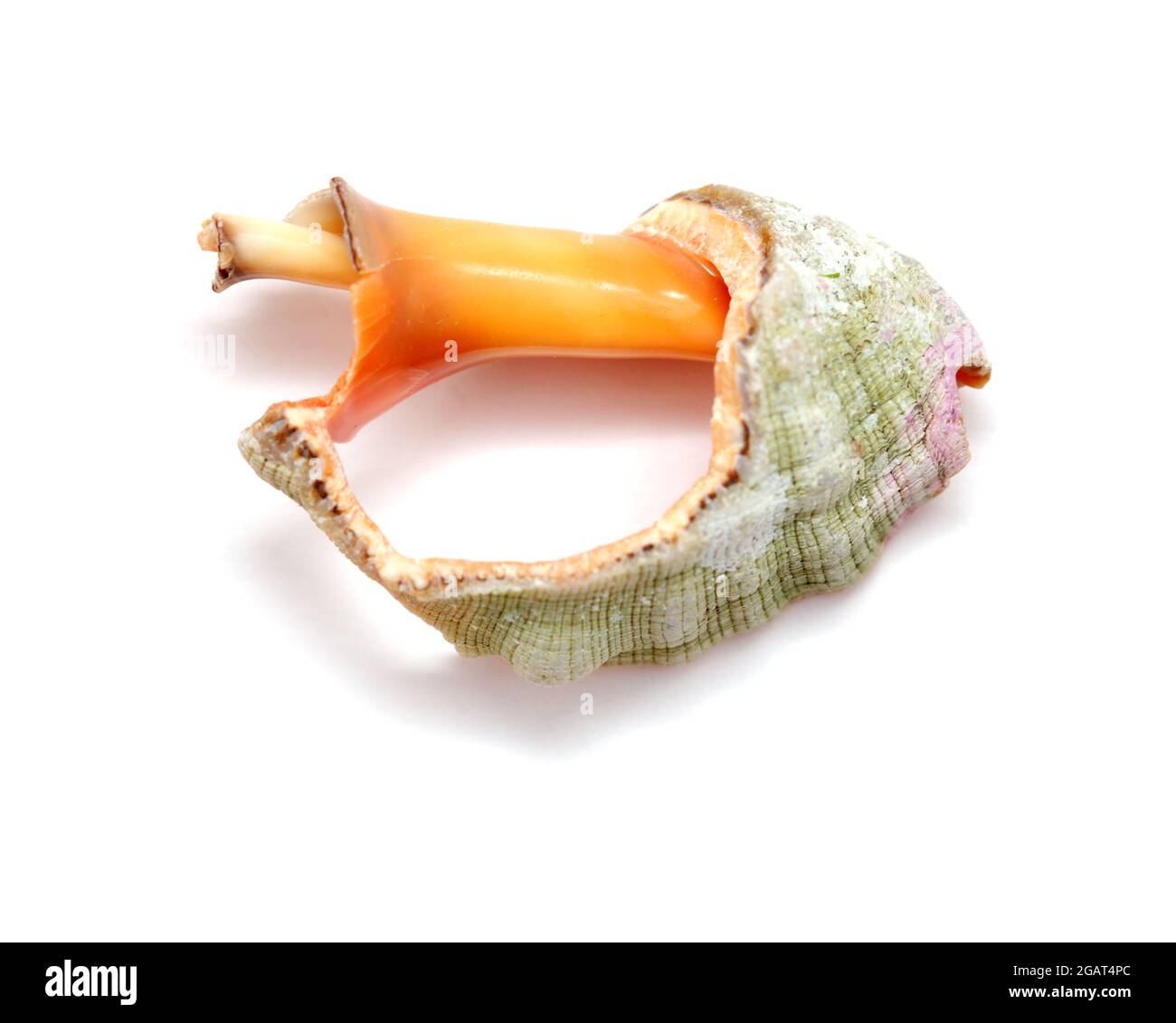 Fauna of Atlantic ocean around Gran Canaria - dry empty seasnail shell ...