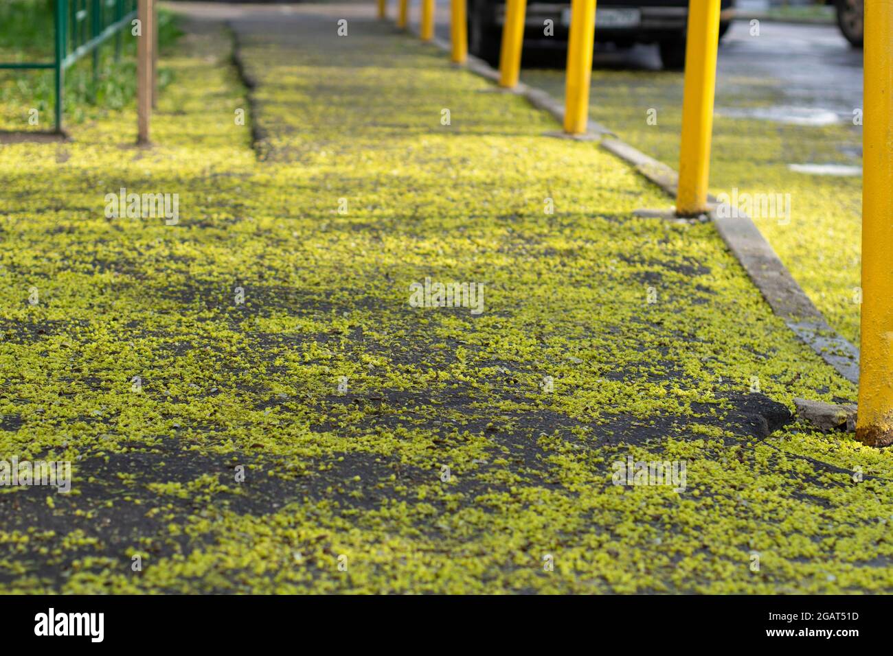 Allergenic plants hi-res stock photography and images - Alamy