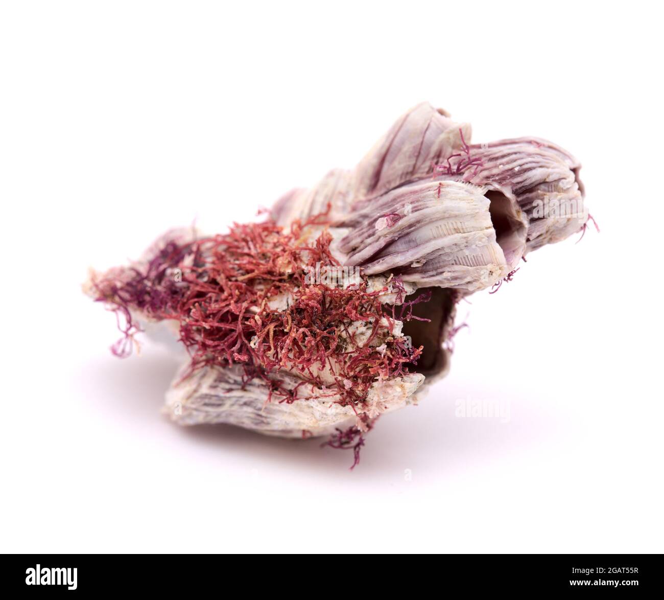 Fauna of Atlantic ocean around Gran Canaria - dry empty barnacles ...