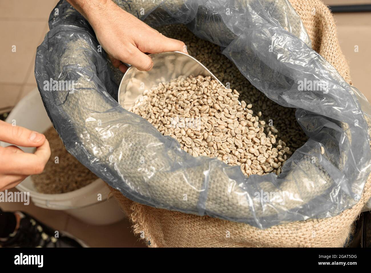 raw coffee testing before roast Stock Photo - Alamy