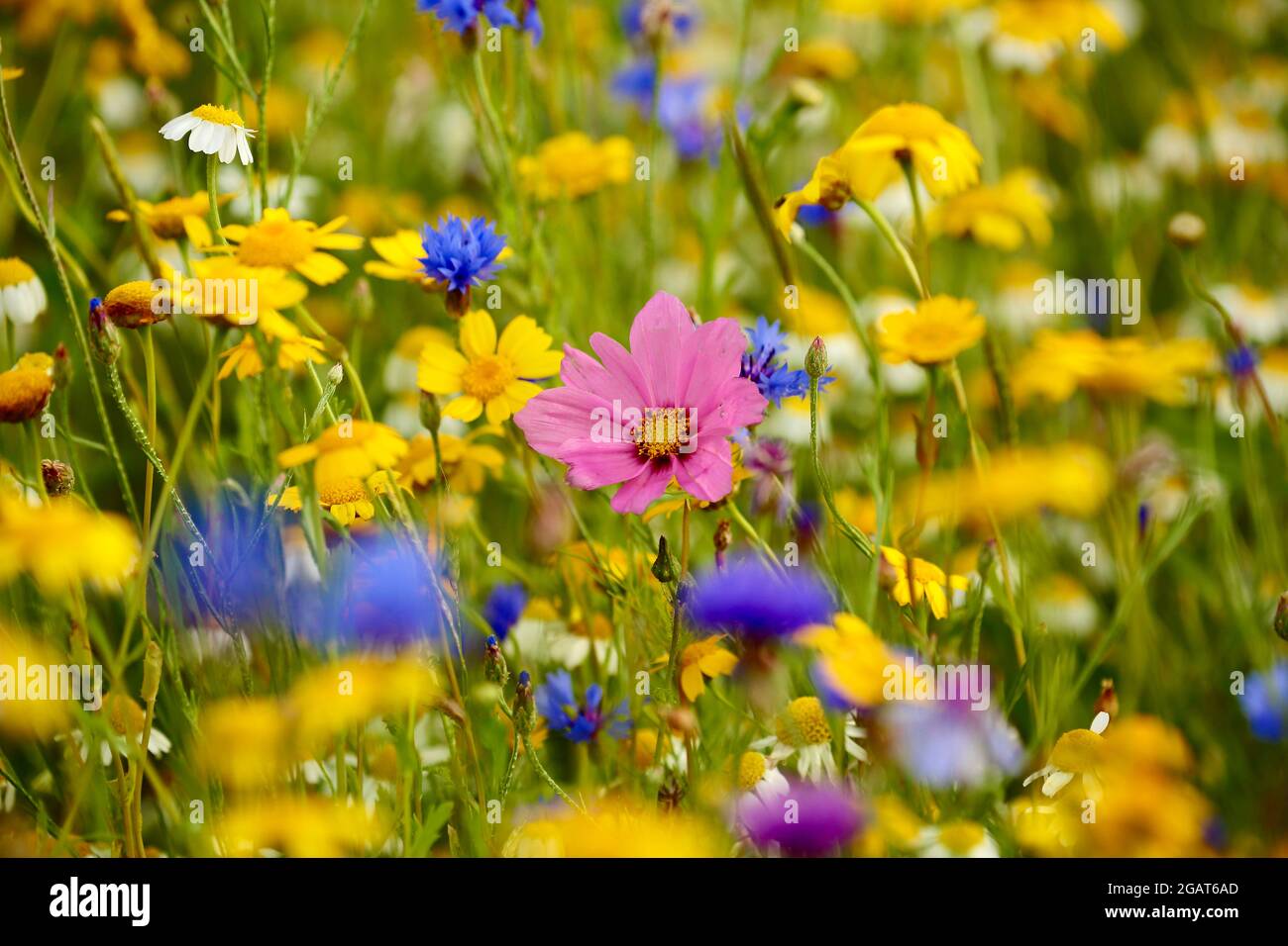 Summer meadow flowers Snowshill cotswolds Gloucestershire Stock Photo ...