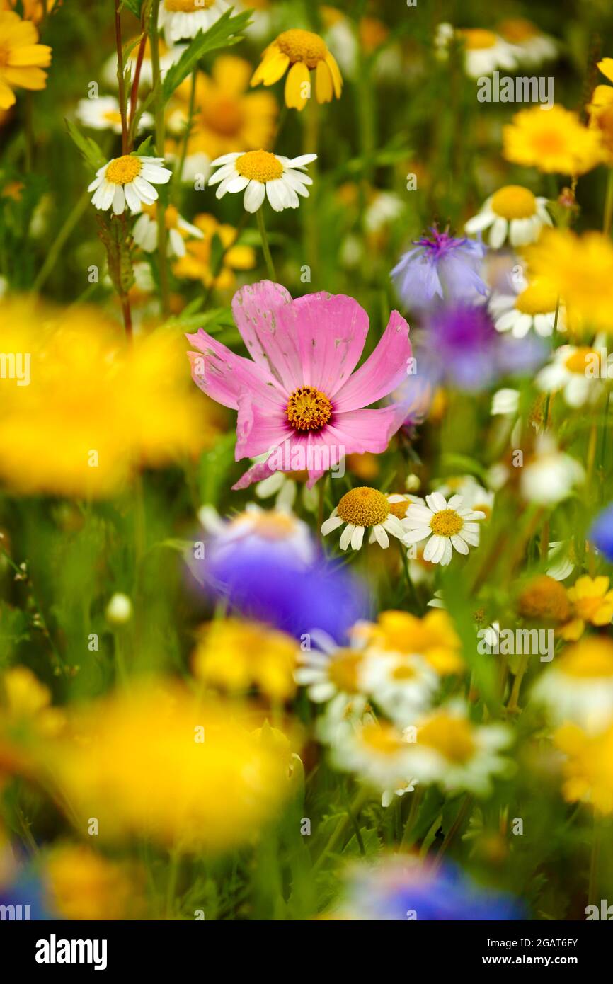 Summer meadow flowers Snowshill cotswolds Gloucestershire Stock Photo ...