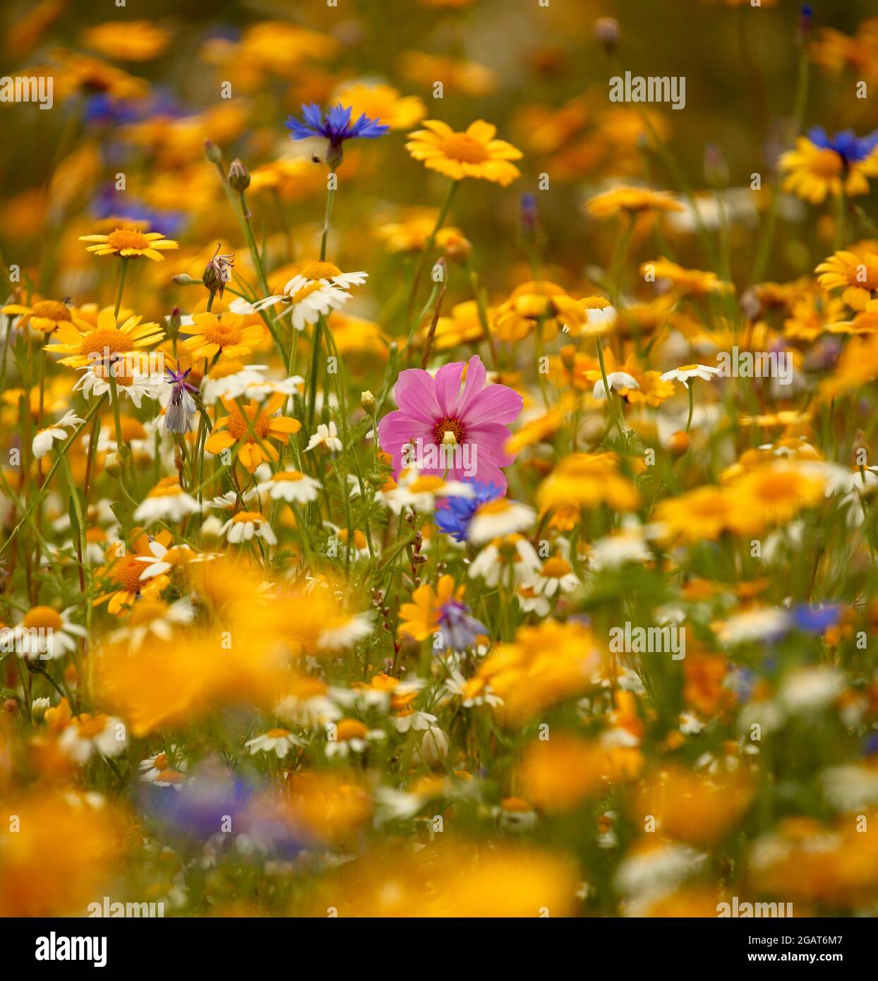 Summer meadow flowers Snowshill cotswolds Gloucestershire Stock Photo ...