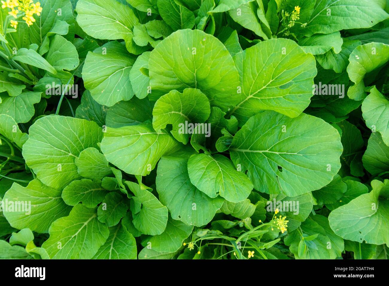 Japanese mustard spinach hi-res stock photography and images - Alamy
