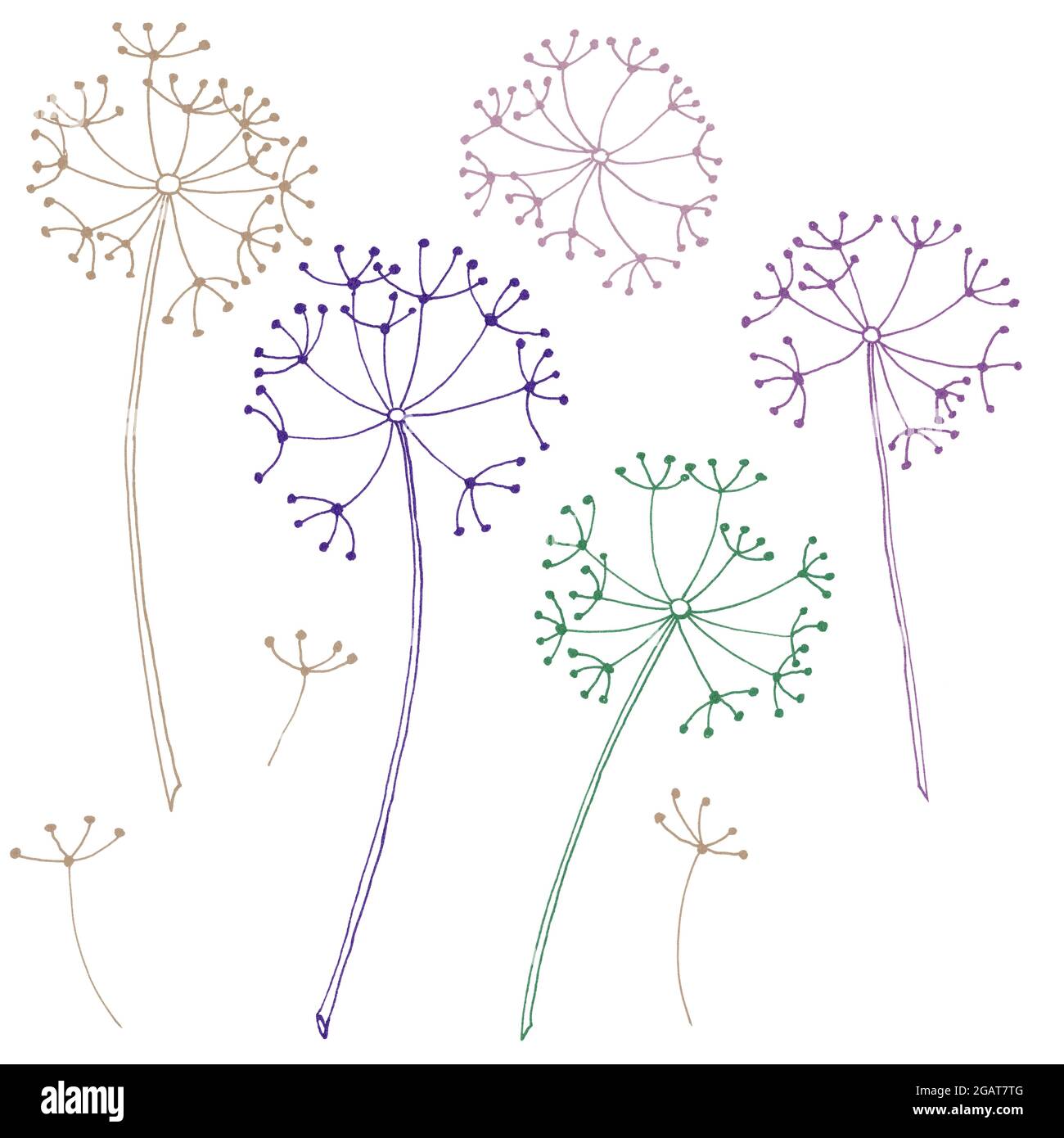line drawings of floral motifs, dandelion theme, several variants Stock ...