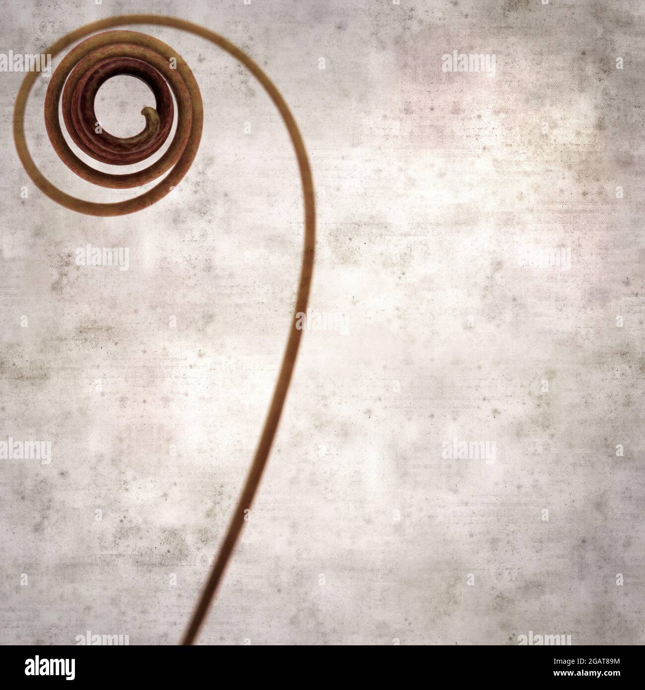 square stylish old textured paper background with spiraling tendril of ...