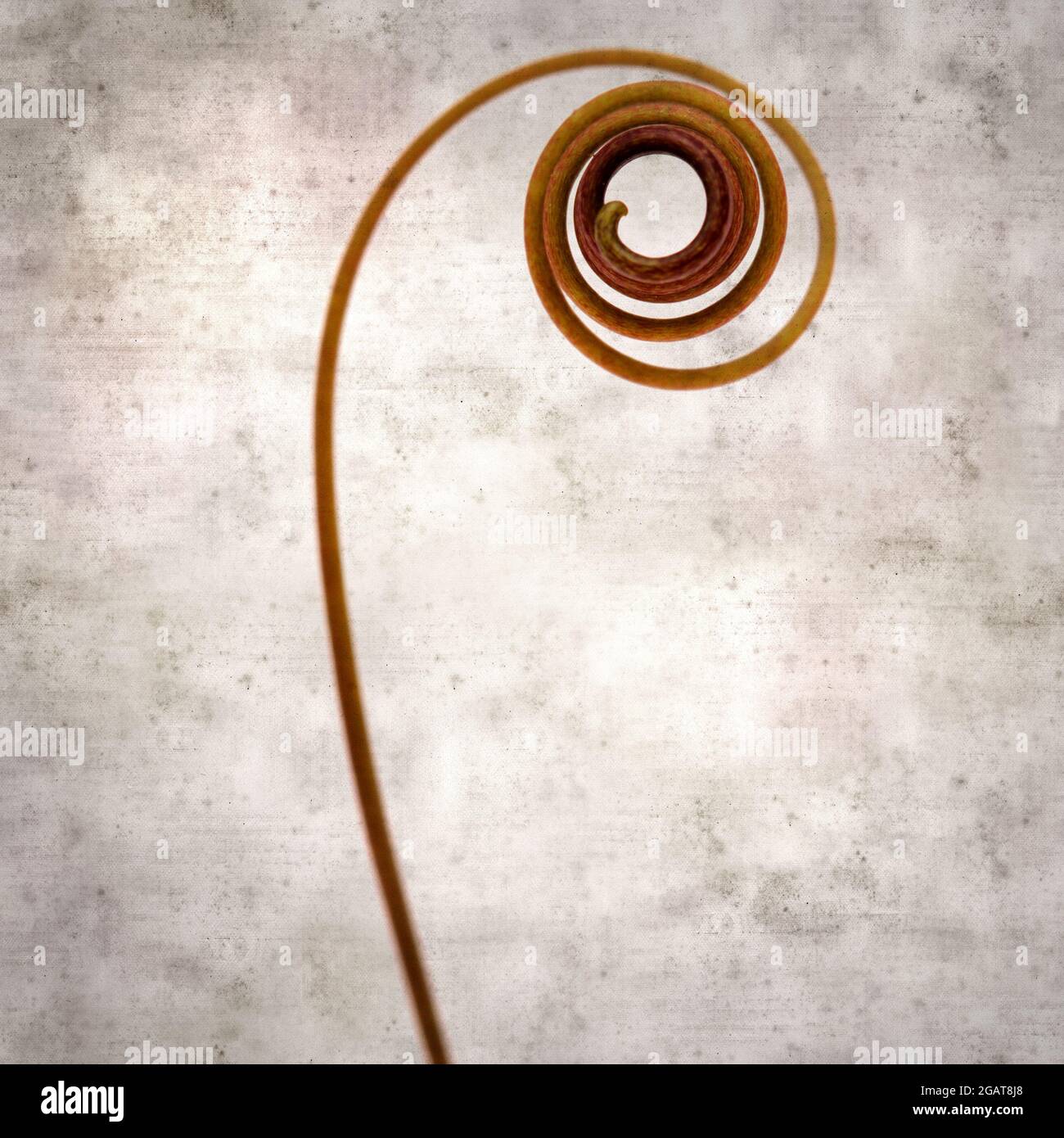 square stylish old textured paper background with spiraling tendril of ...