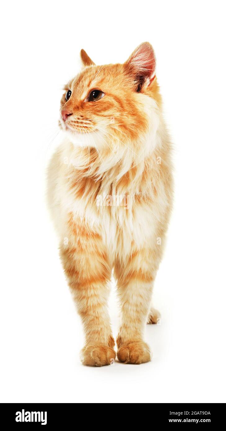 Fluffy red cat isolated on white background Stock Photo - Alamy