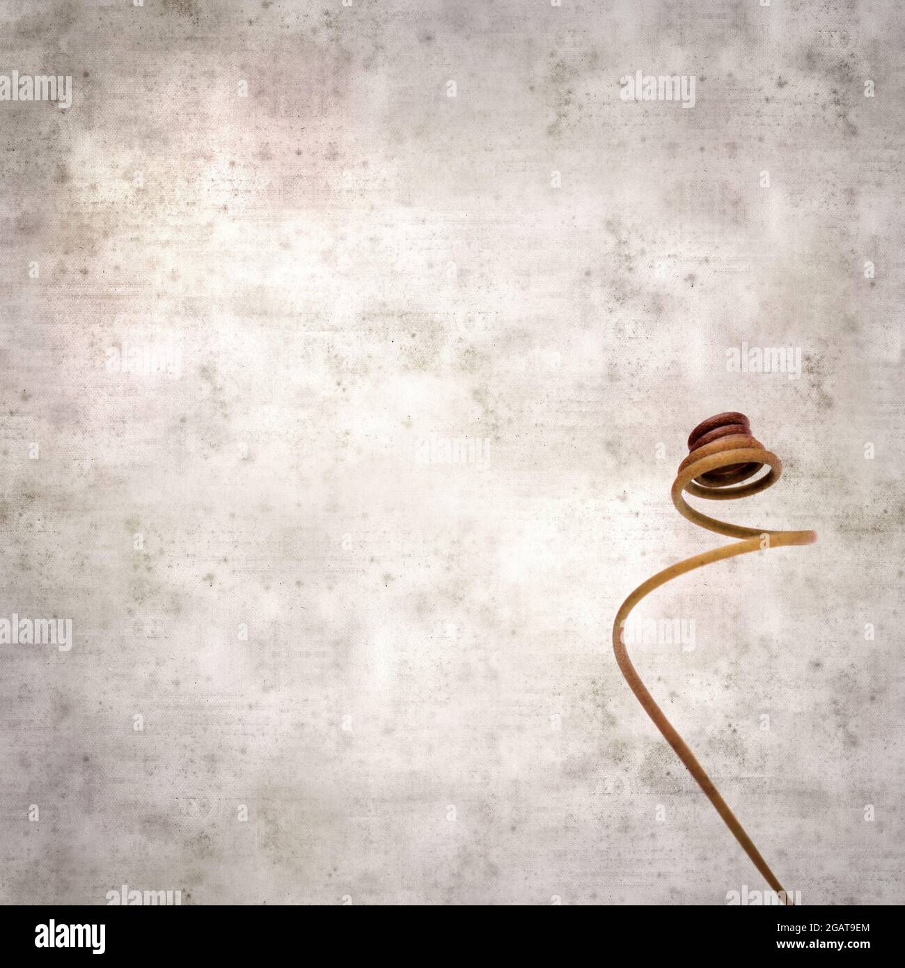 square stylish old textured paper background with spiraling tendril of ...