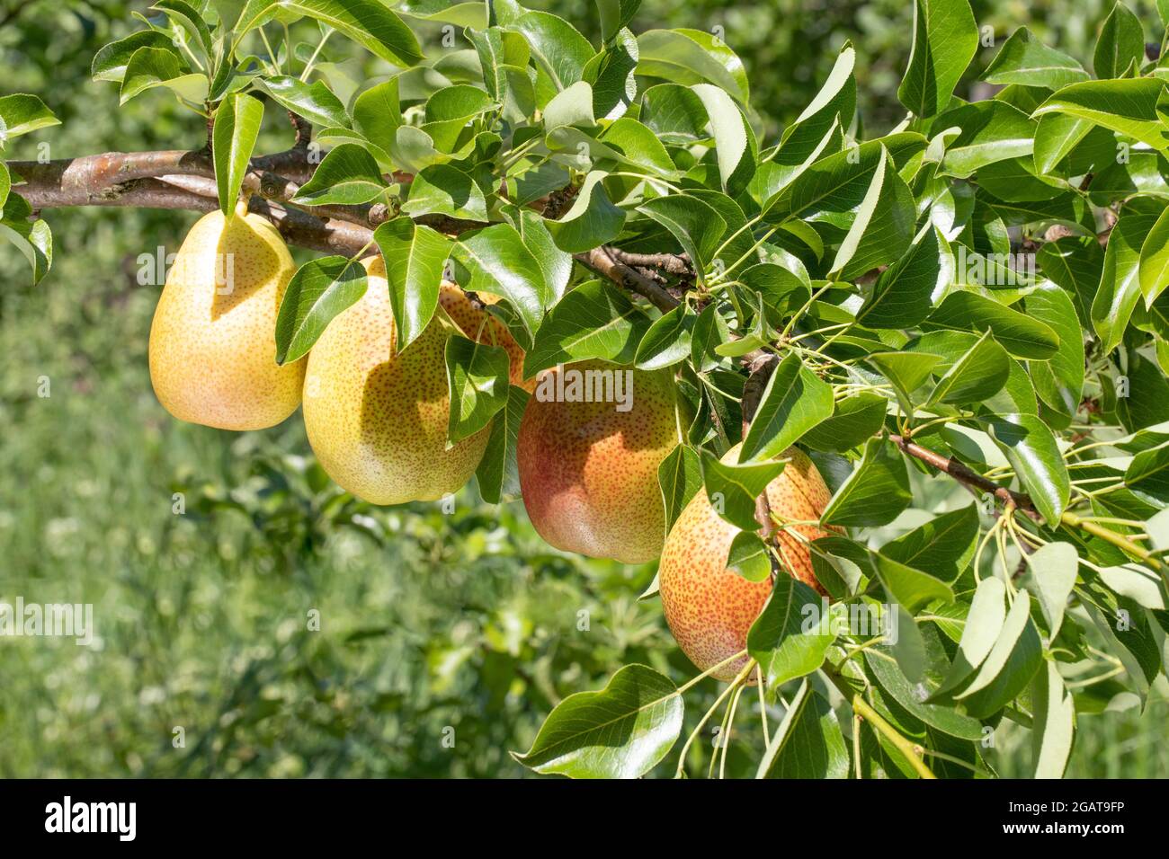 branch heavily leaningdue to the weight of the of ripe forelle pears ...