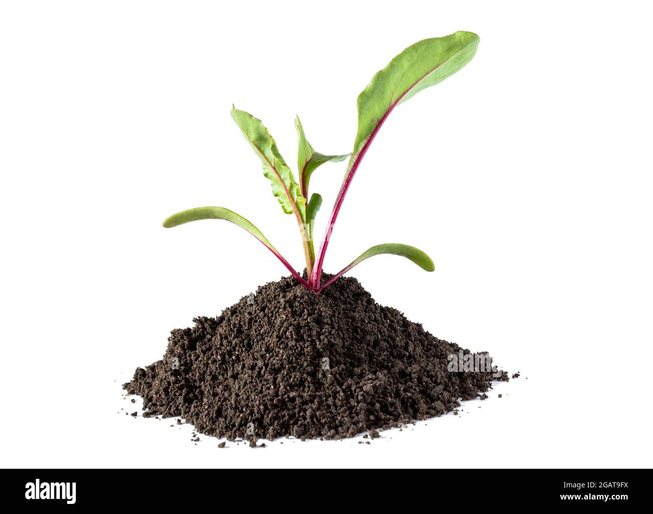Baby beetroot sprout ready to plant isolated on white background Stock ...