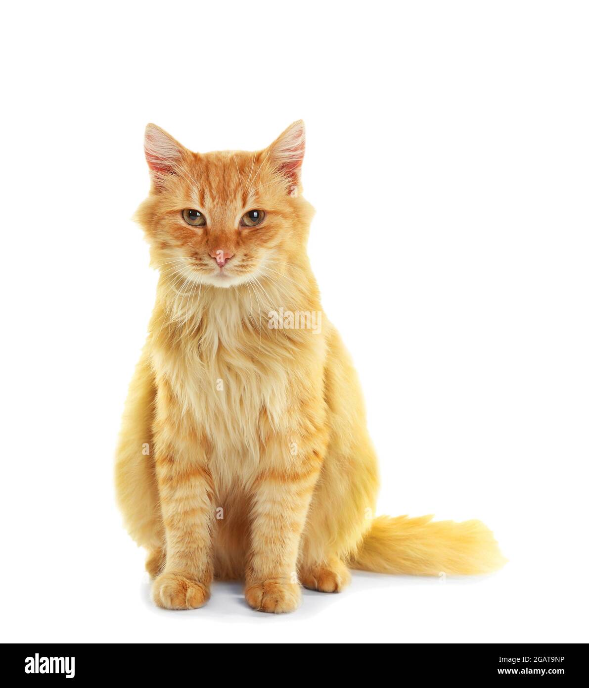 Fluffy red cat isolated on white background Stock Photo - Alamy