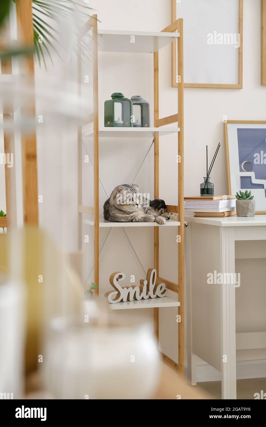 Interior of stylish room with cute cat Stock Photo - Alamy
