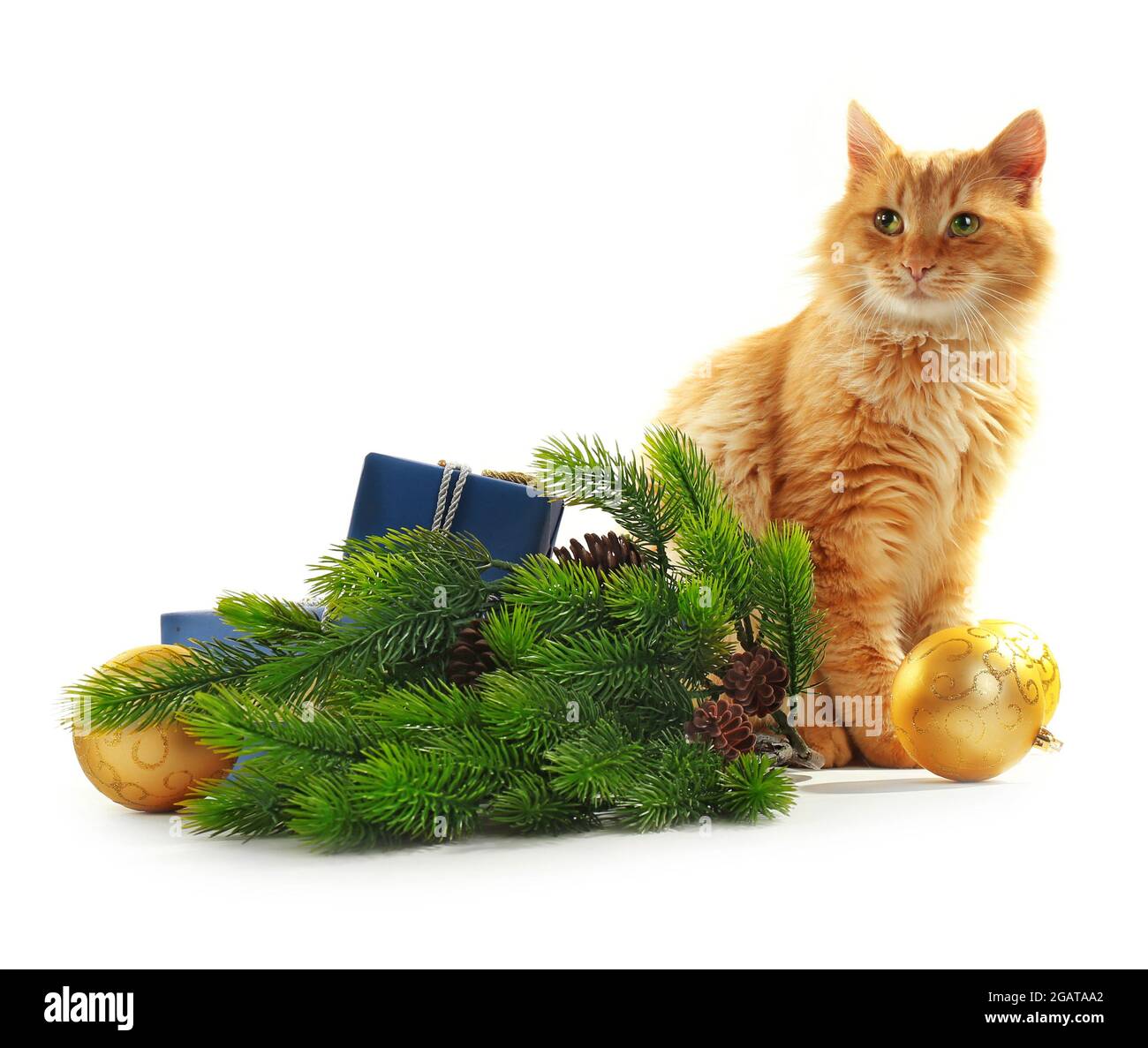Cute red cat with Christmas tree and decorations on white background ...