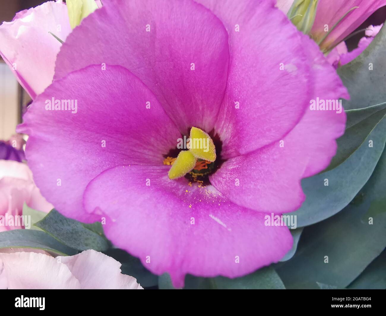Lisianthus prairie gentian hi-res stock photography and images - Alamy