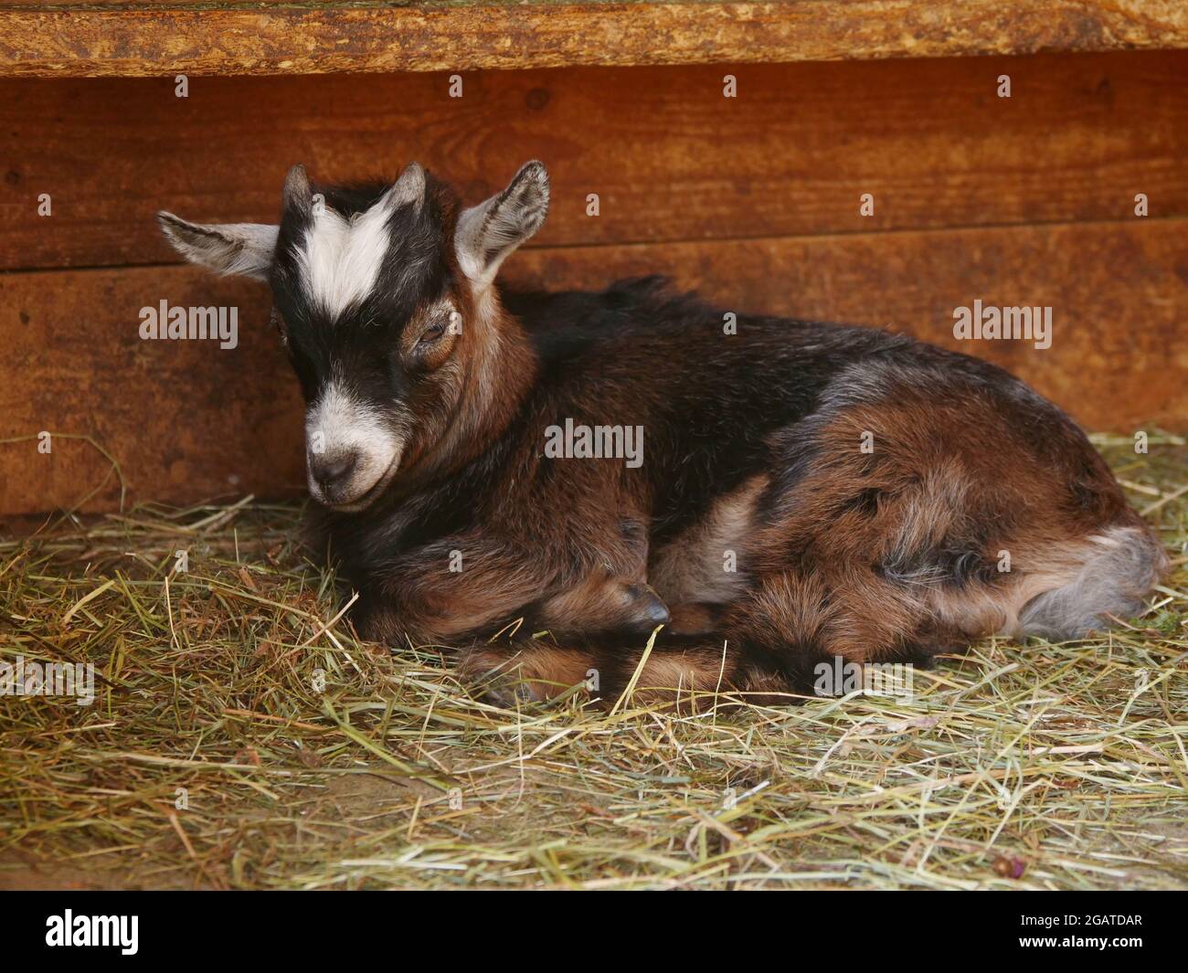 One little goat hi-res stock photography and images - Alamy