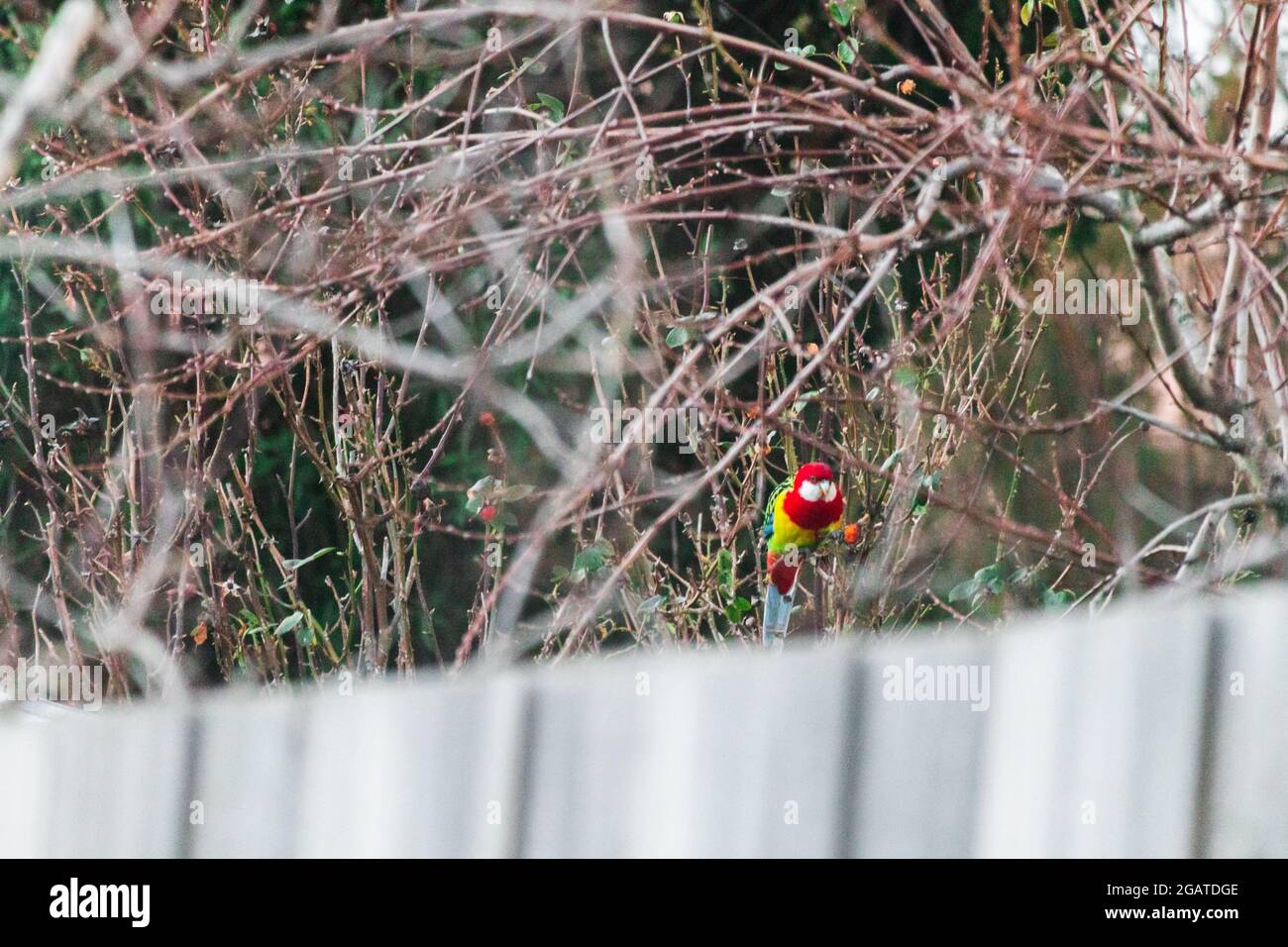 native Australian rosella bird on tree branches in sunny backyard shot ...