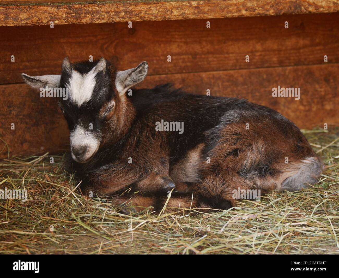 Little goat outdoors hi-res stock photography and images - Alamy