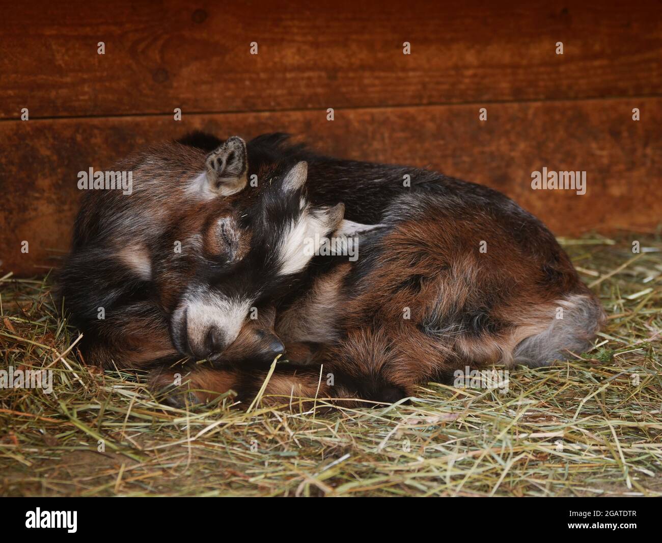 Little goat outdoors hi-res stock photography and images - Alamy