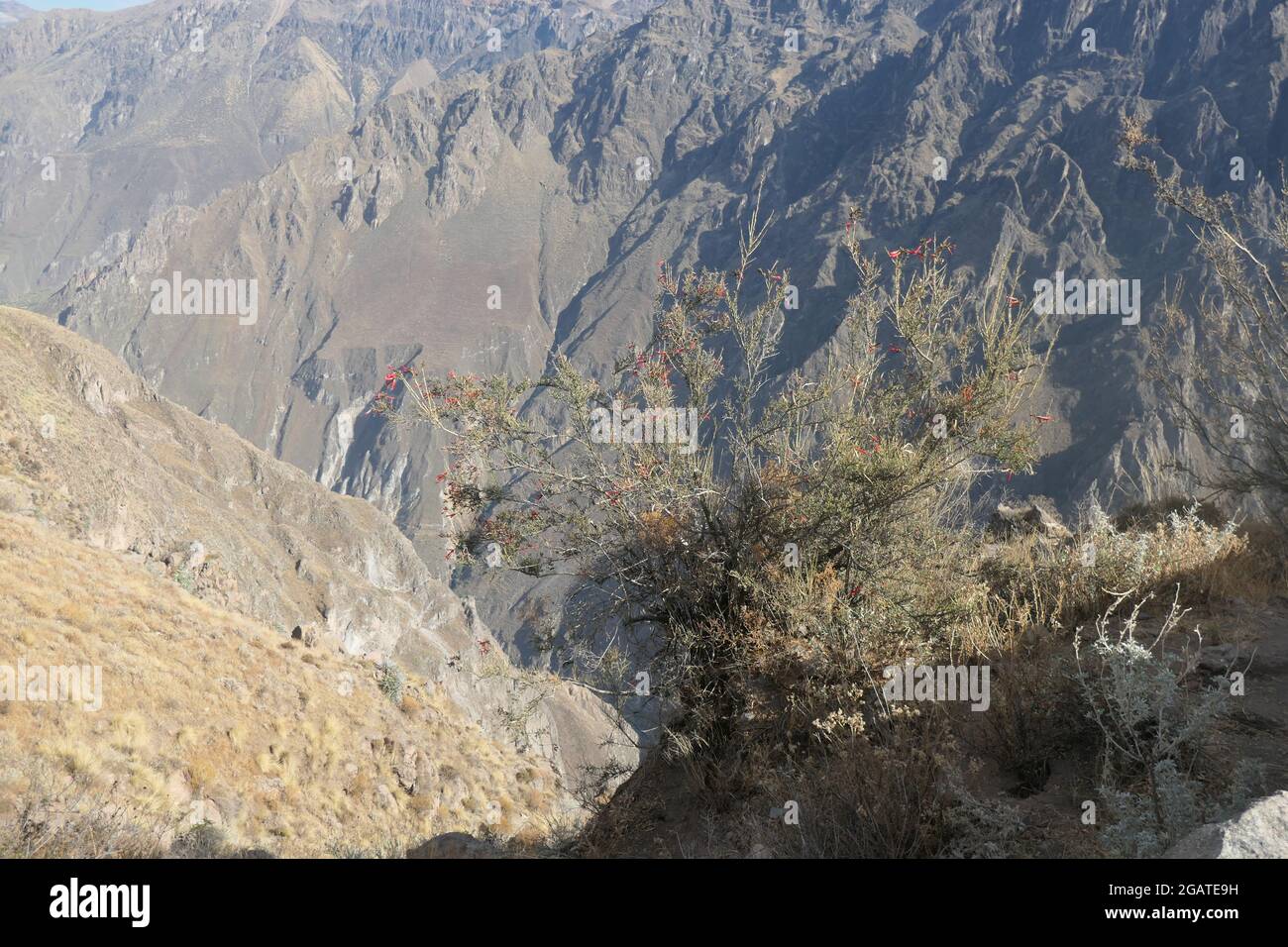 Colca Canyon in Peru looking for Condors in the view views range place ...