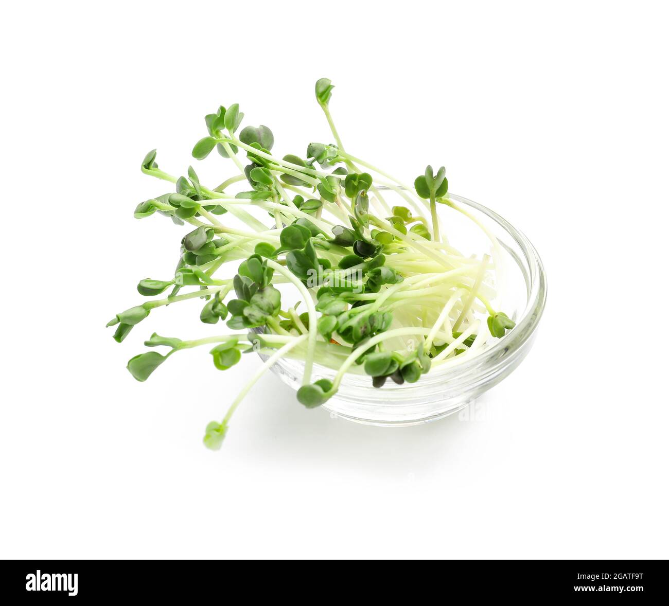 Fresh micro green on white background Stock Photo - Alamy