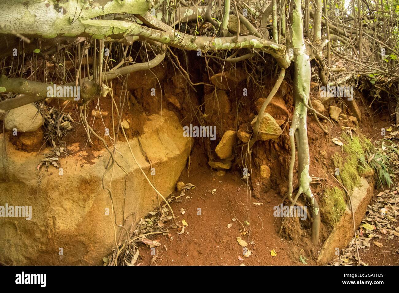 Volcanic basalt boulders and exposed tree roots after a landslip of ...