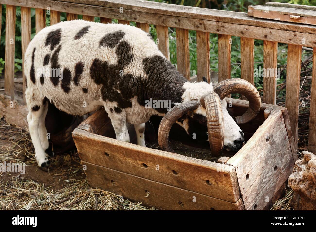 Cute Jacob sheep on farm Stock Photo - Alamy